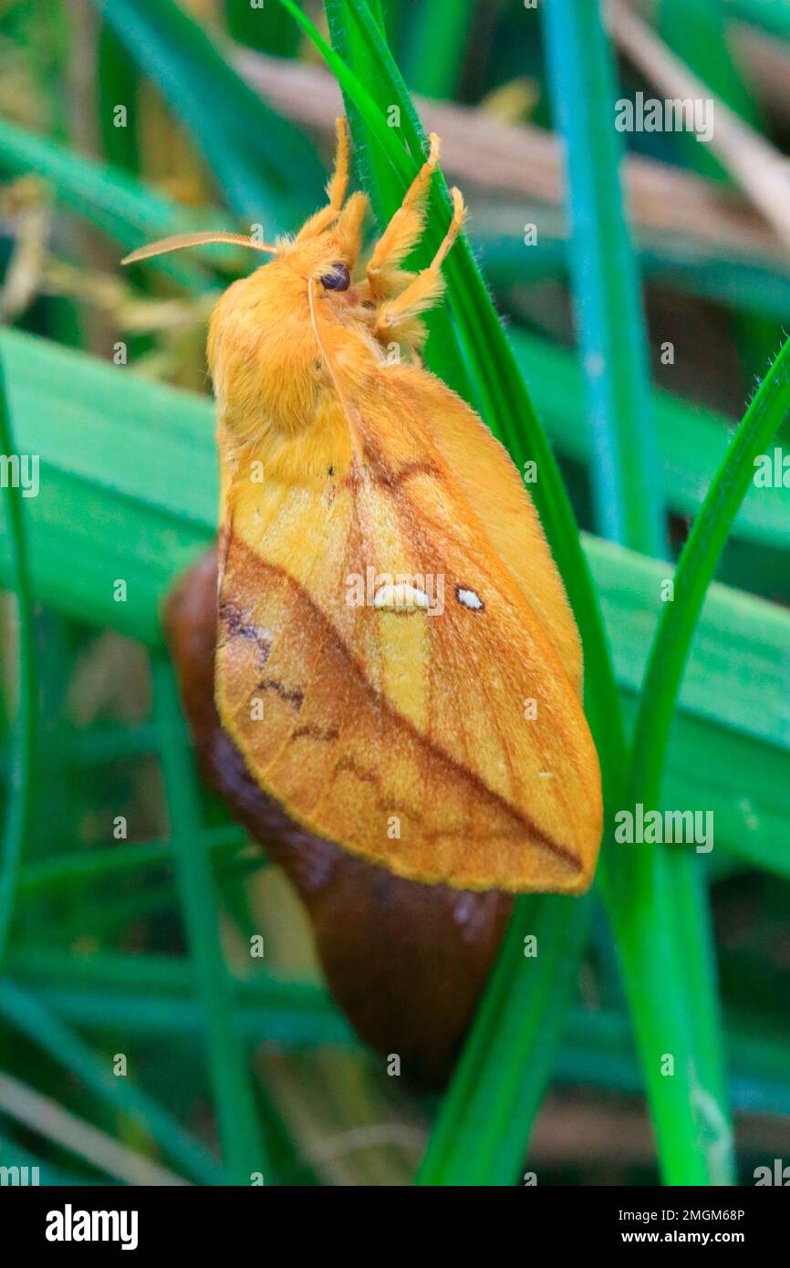 Drinker moth (Euthrix potatoria) on a leaf, France Stock Photo - Alamy