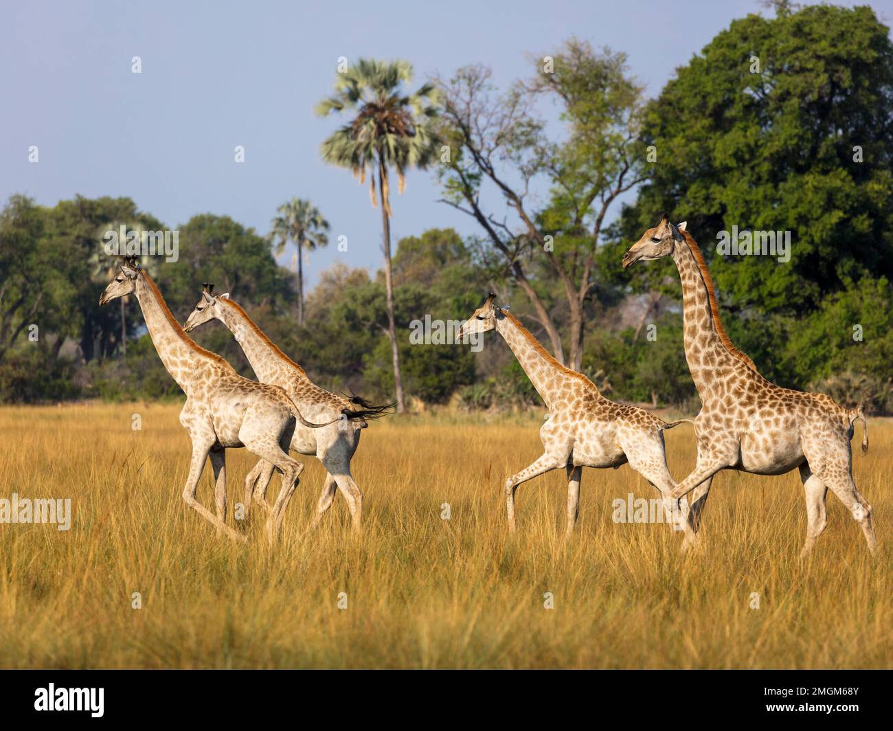 South African giraffe or Cape giraffe (Giraffa giraffa giraffa) herd ...