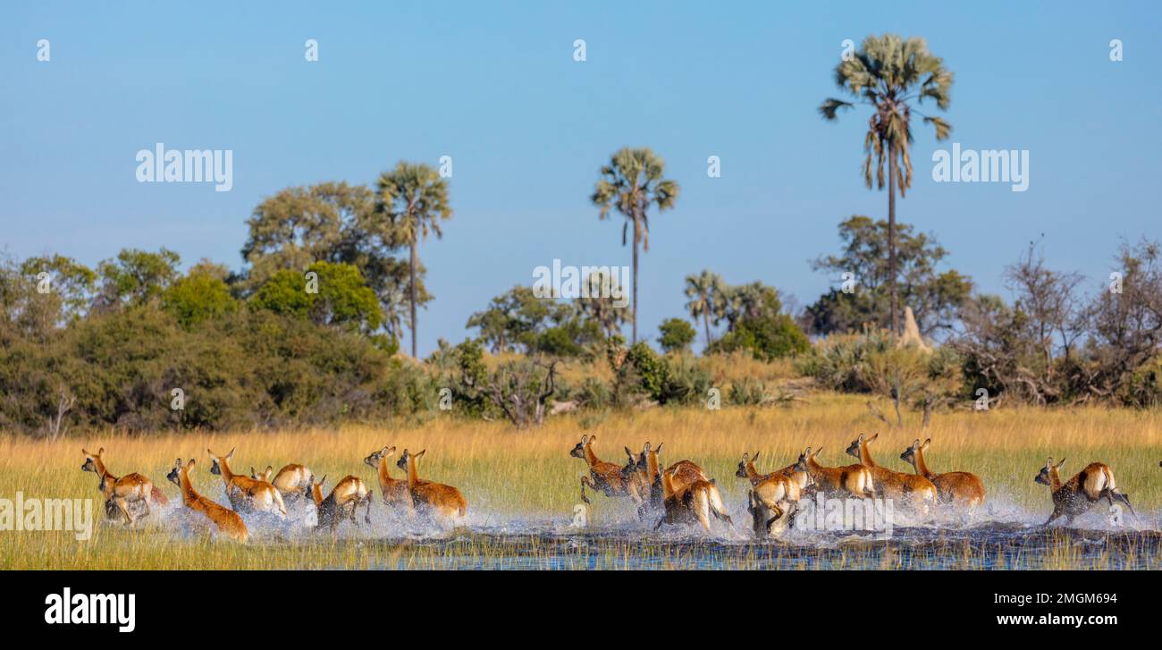 Red lechwe (Kobus leche leche). Okavango Delta. Botswana Stock Photo ...