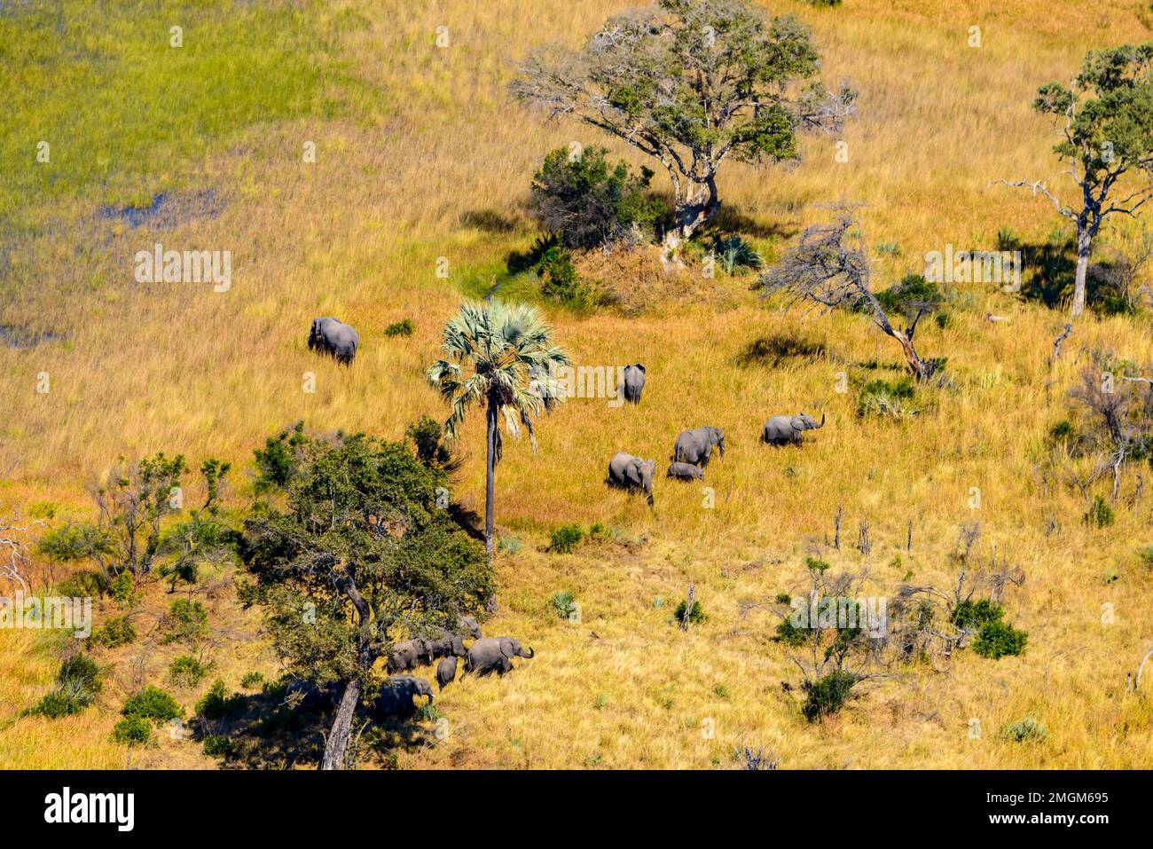 Aerial view of African Bush Elephant (Loxodonta africana) herd ...