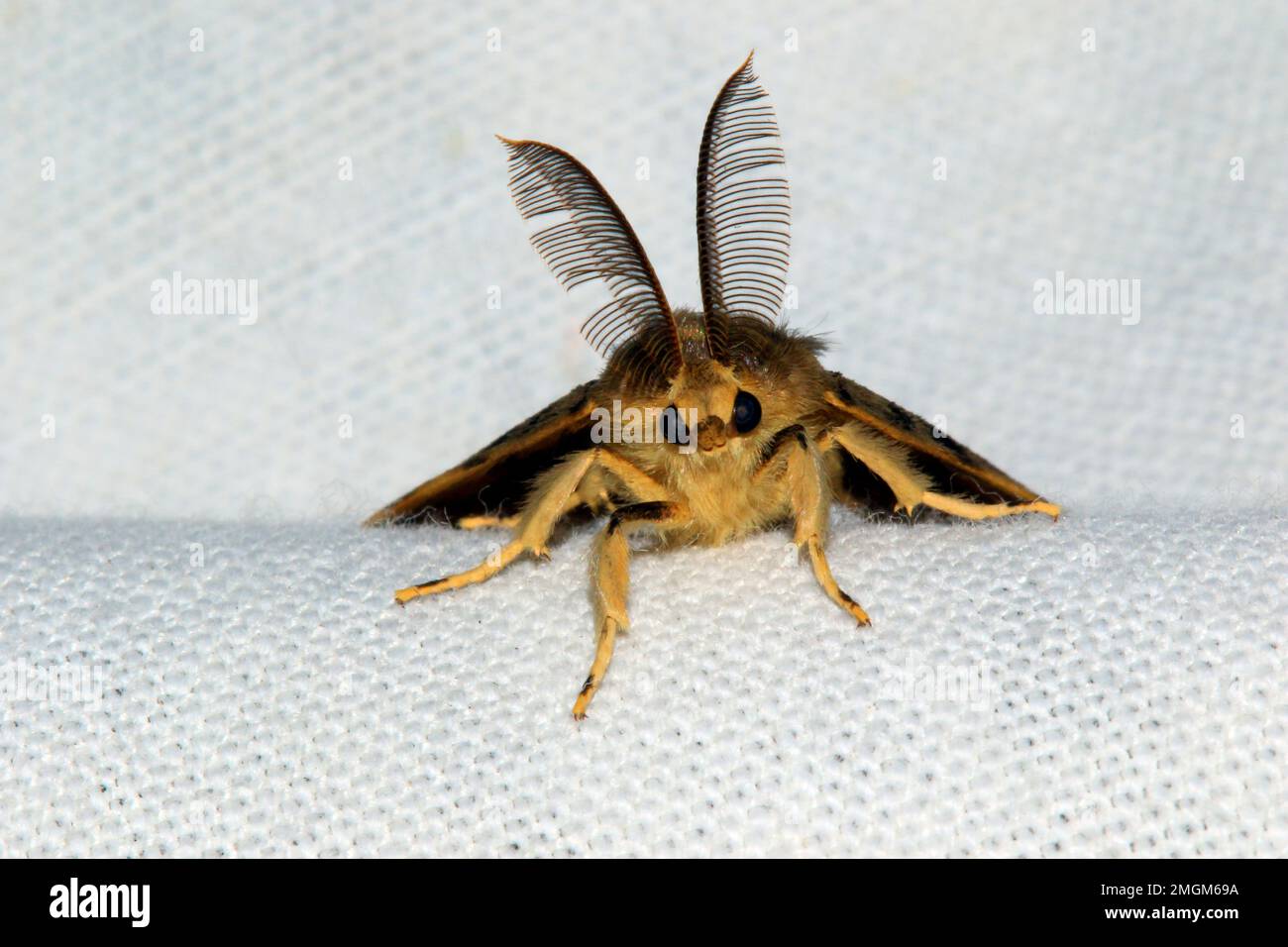 Asian gypsy Moth (Lymantria dispar) on canvas, France Stock Photo - Alamy