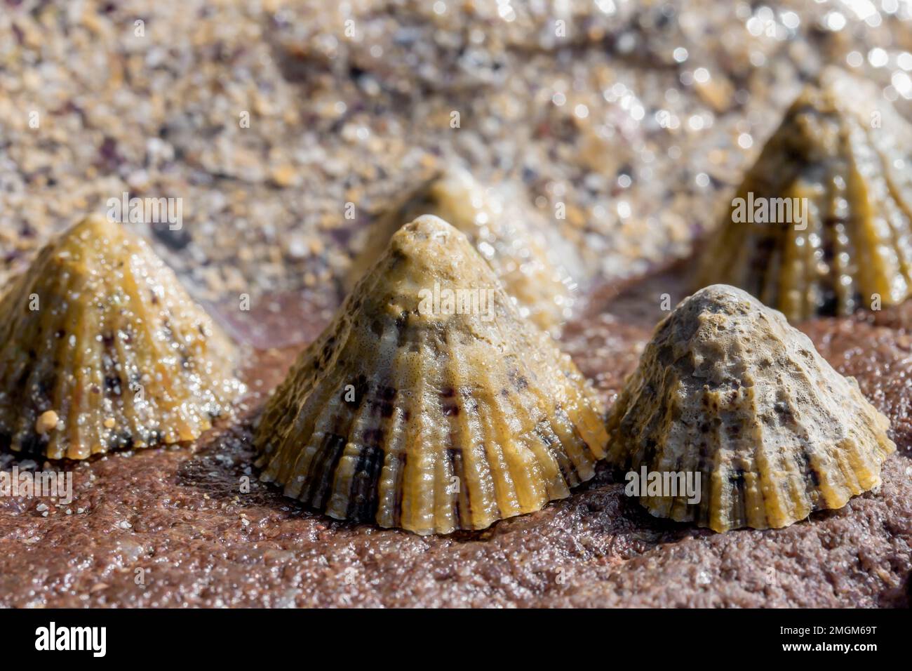 Common Limpets (Patella vulgata), Cotes-d'Armor, France Stock Photo - Alamy