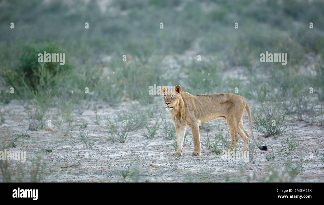 Young African lion (Panthera leo) emaciated in Kgalagadi transfrontier ...