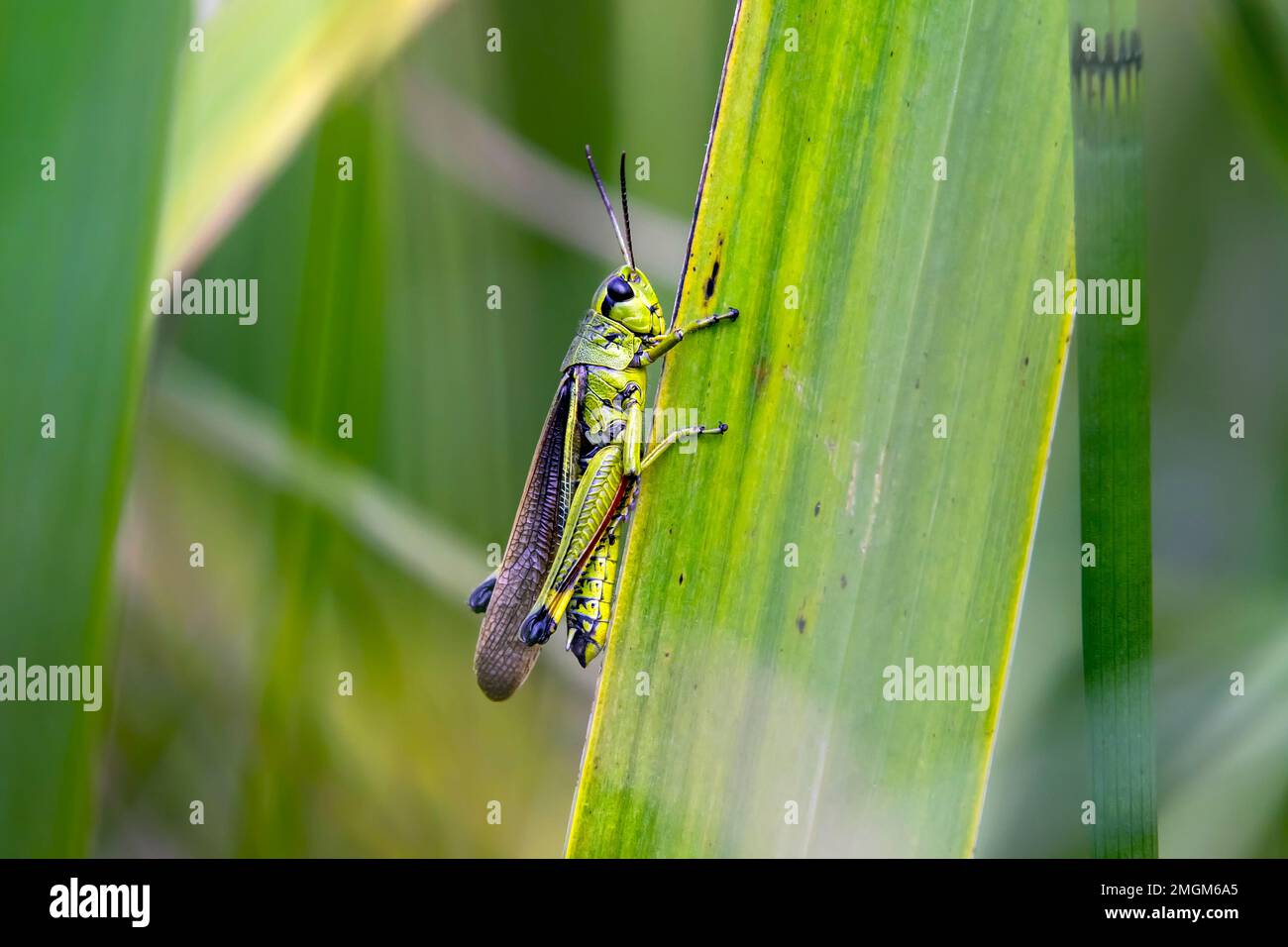 Large marsh grasshopper (Stethophyma grossum) on a reed leaf at the ...