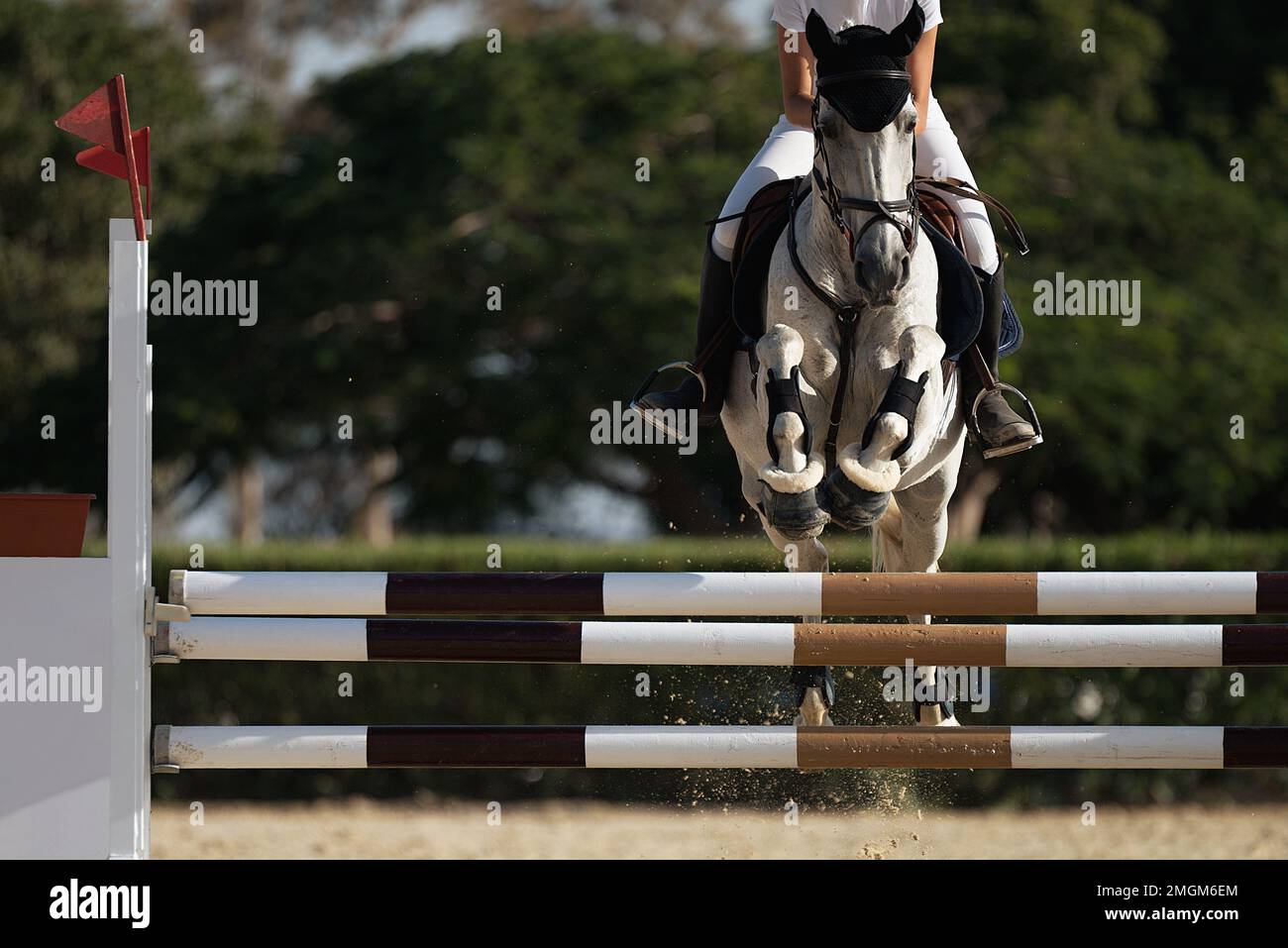 Jockey on her horse leaping over a hurdle, jumping over hurdle on ...