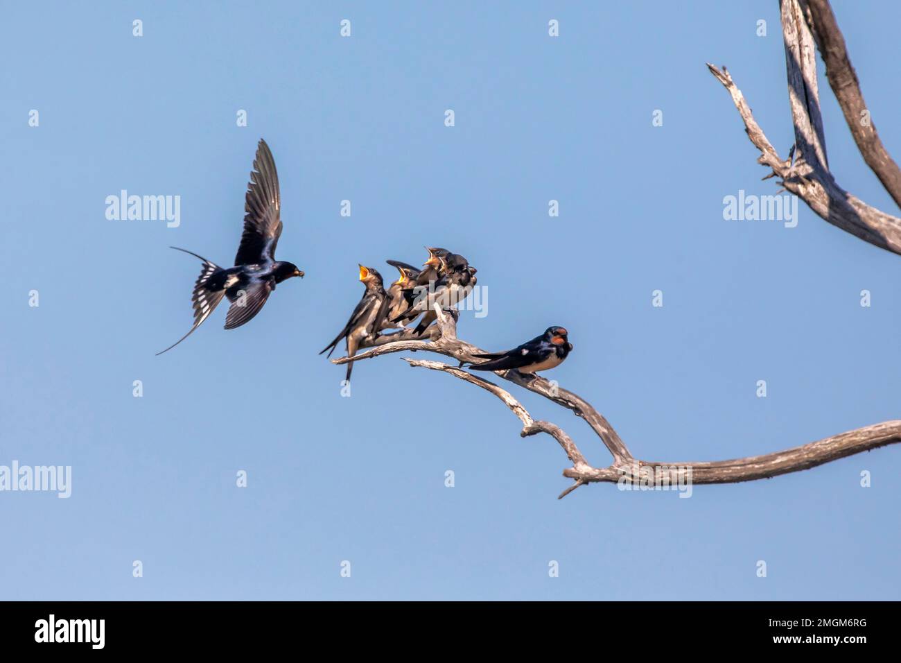 Barn swallow (Hirundo rustica), Family of barn swallows feeding the 4 ...
