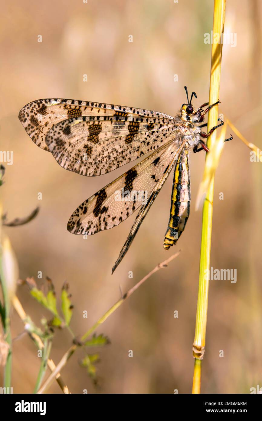 Antlion (Palpares libelluloides) in the vegetation in springtime ...