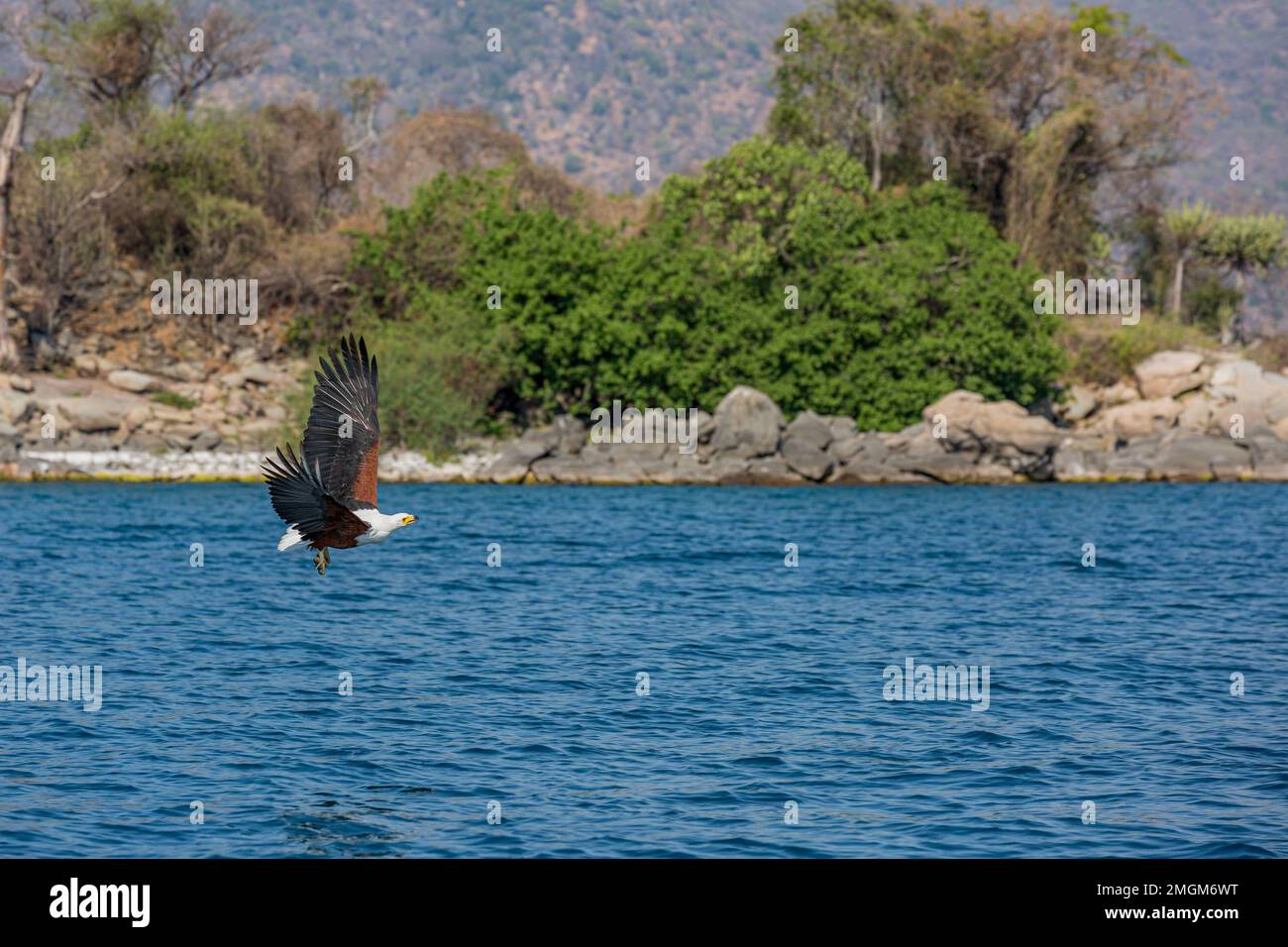 African fish eagle (Haliaeetus vocifer) is a large species of eagle ...