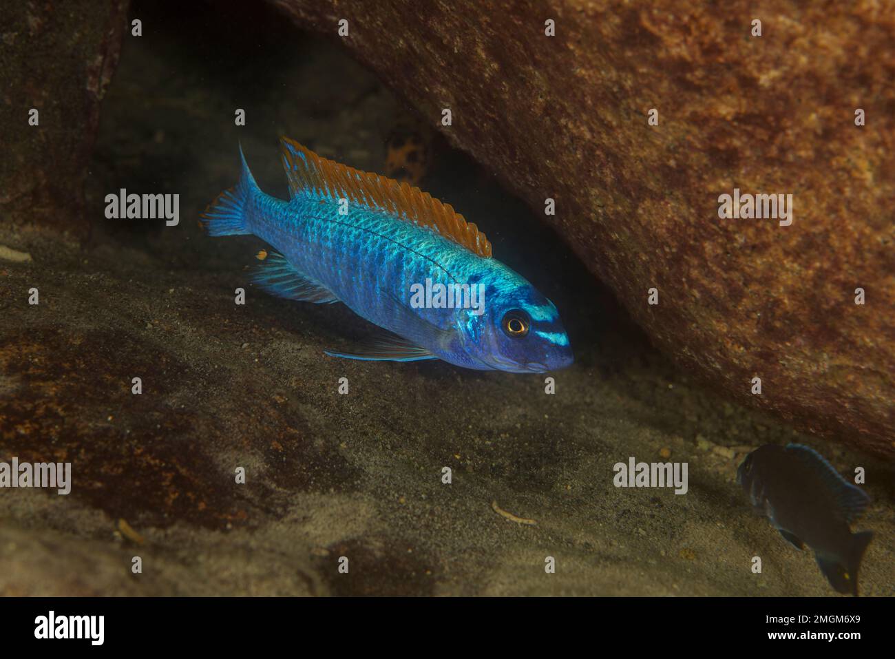 Cichlid (Labeotropheus trewavasae), male, Thumbi West island, Lake ...