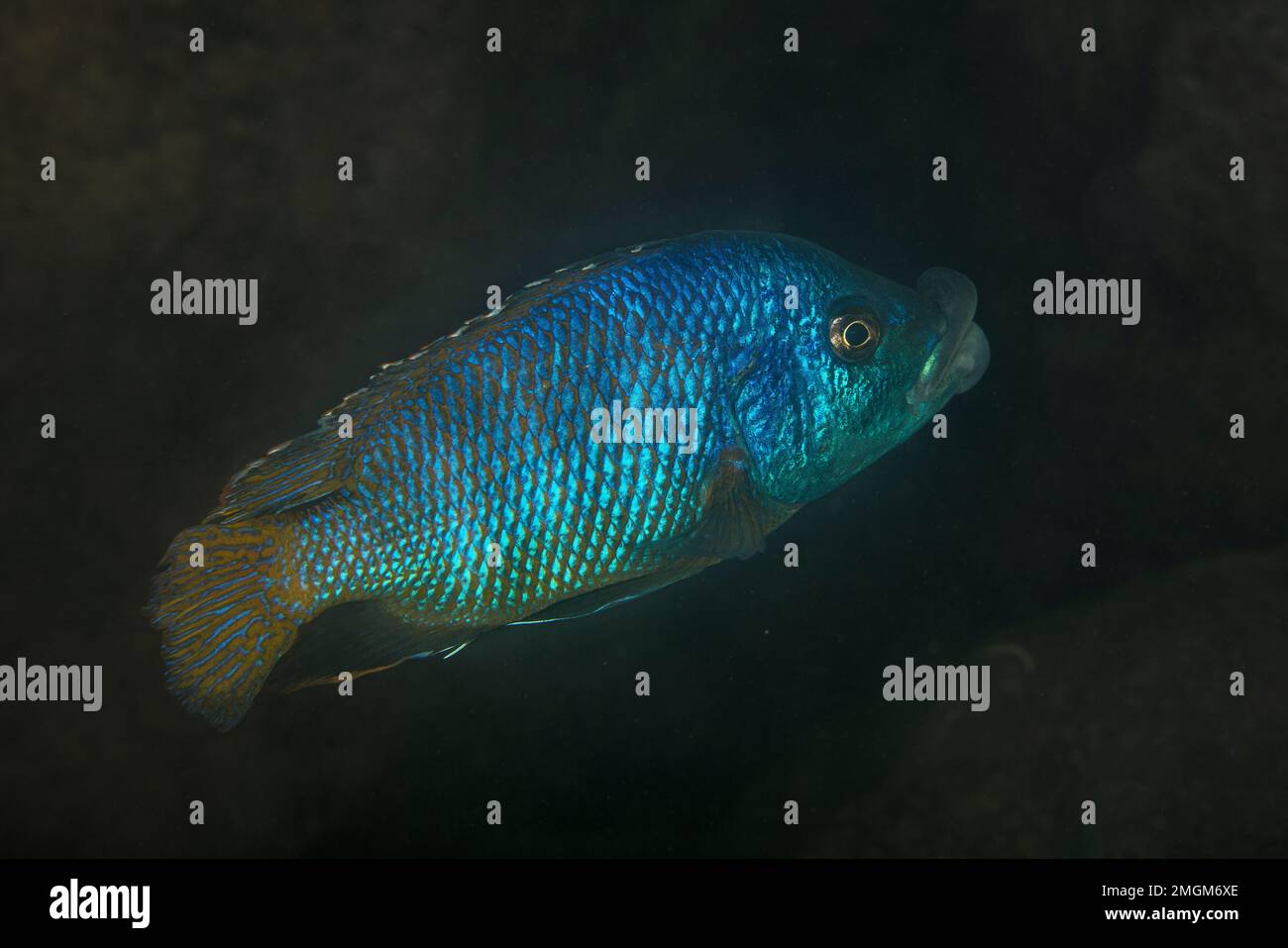 (Placidochromis milomo), cichlid Endemic to Lake Malawi, Thumbi West ...