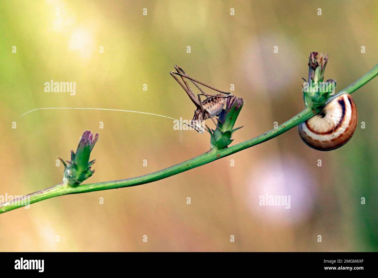 Bush cricket (Phaneroptera sp) on a chicory stalk in a meadow in early ...