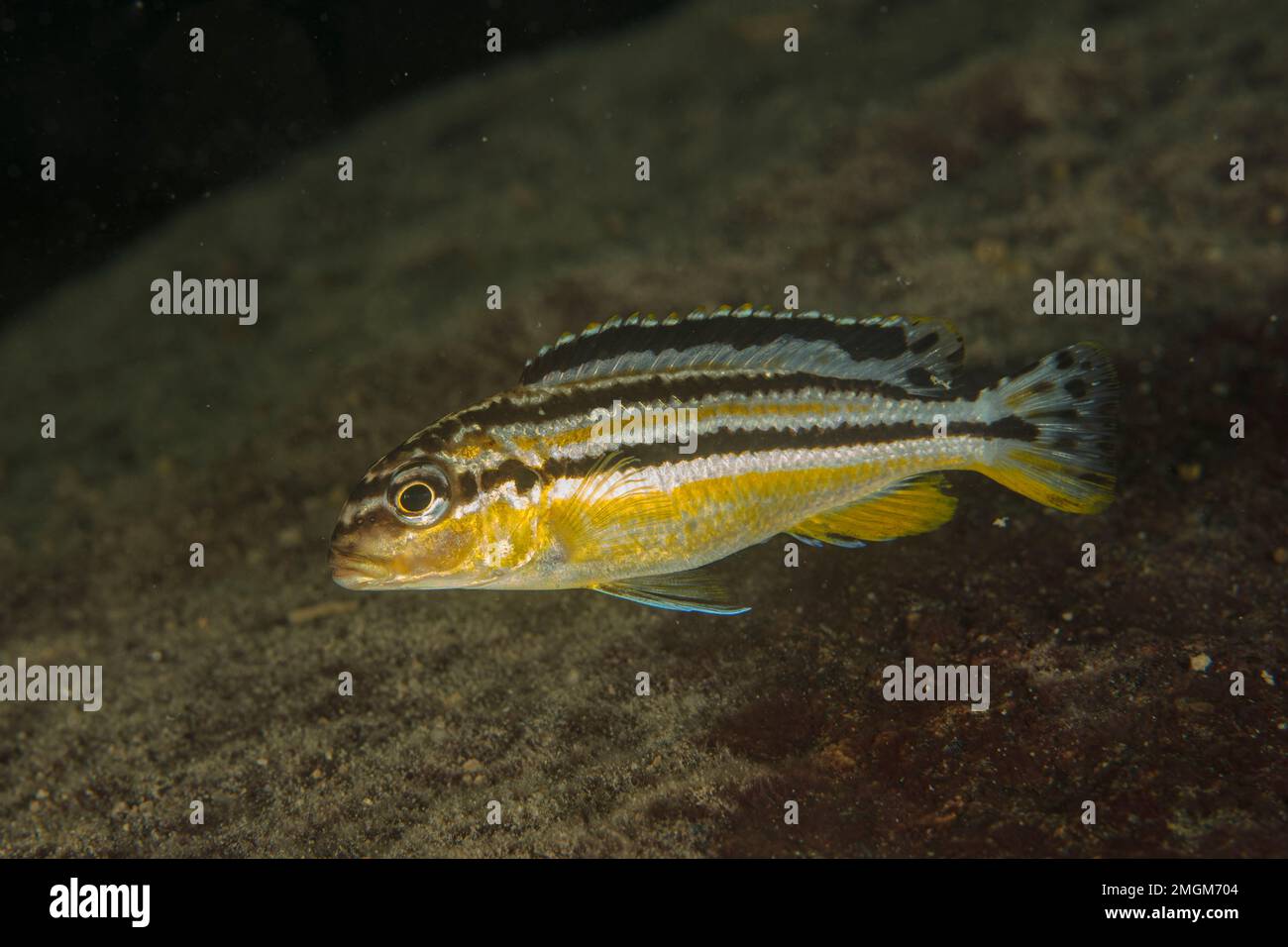 Female Golden Mbuna, Malawi Golden Chiclid (Melanochromis auratus ...
