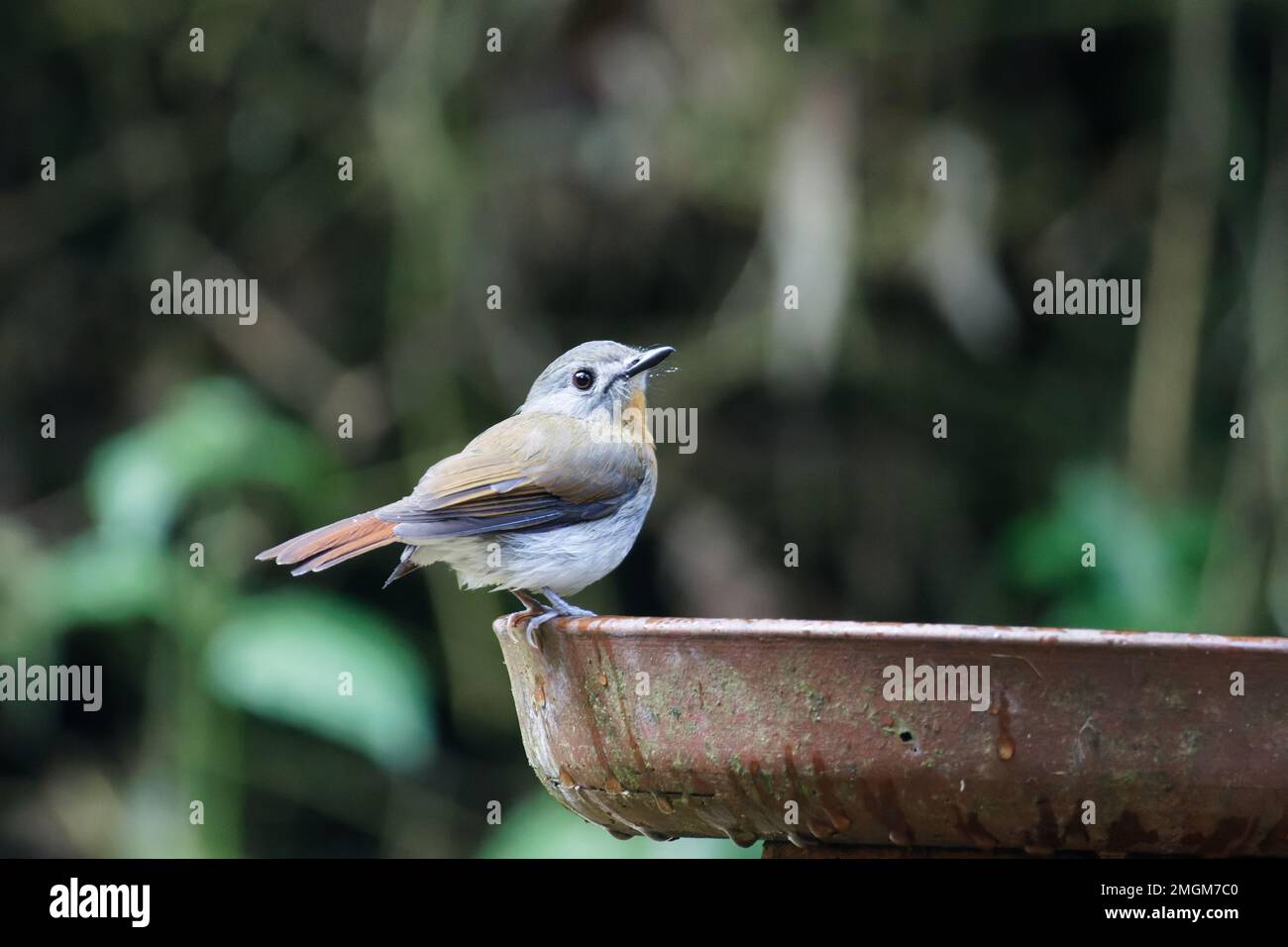 White bellied blue flycatcher female perching on a tree branch in a ...