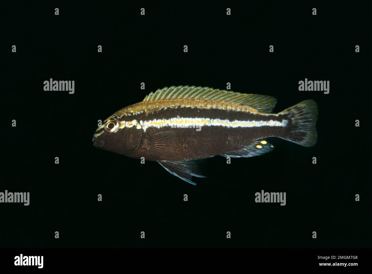 Male Golden Mbuna, Malawi Golden Chiclid (Melanochromis auratus ...