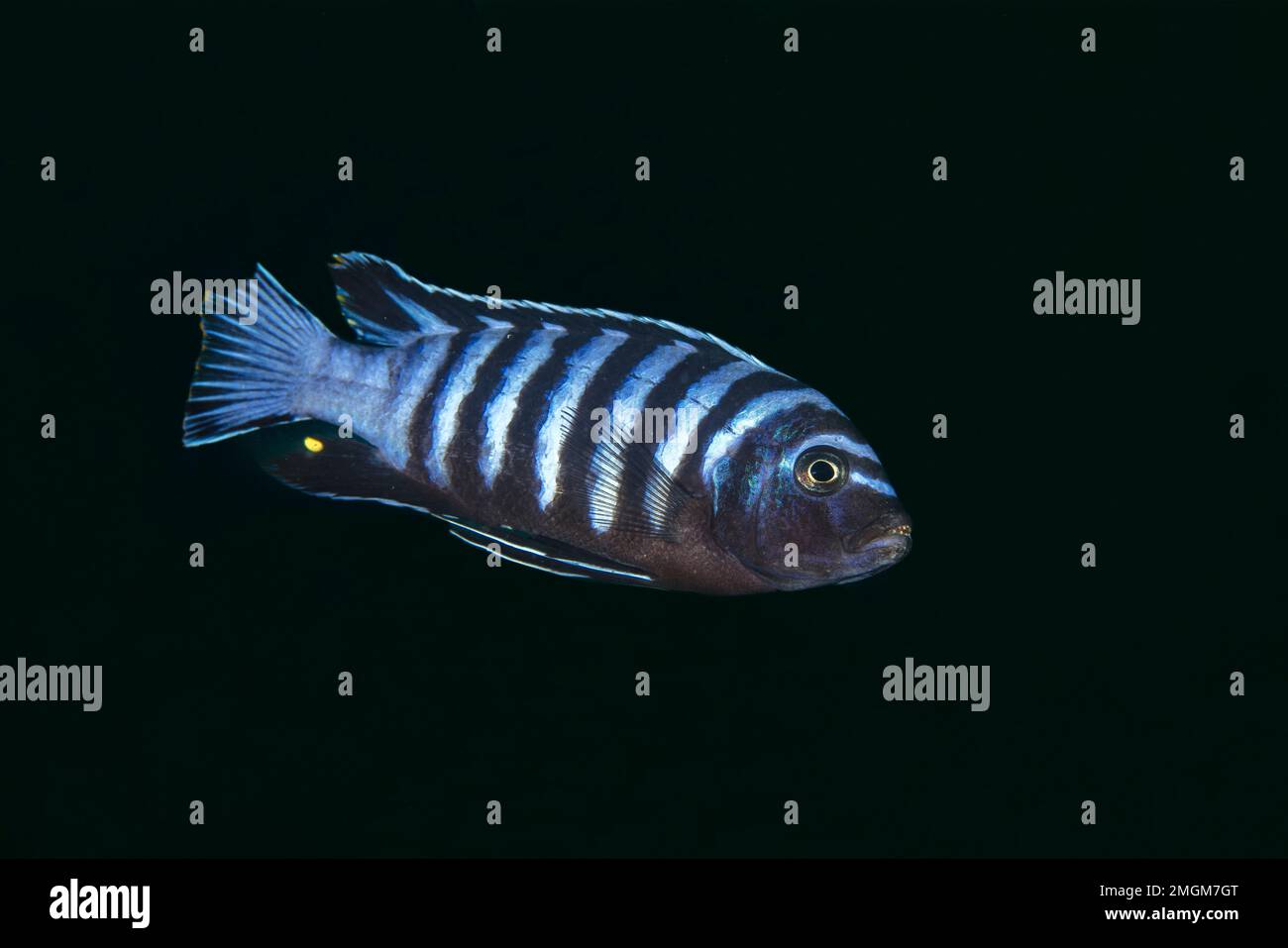 Cichlid (Metriaclima zebra), male, Thumbi West island, Lake Malawi ...