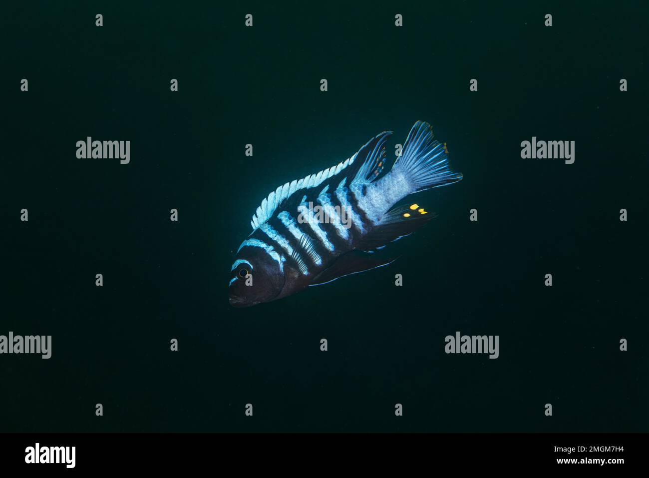 Cichlid (Metriaclima zebra), male, Thumbi West island, Lake Malawi ...