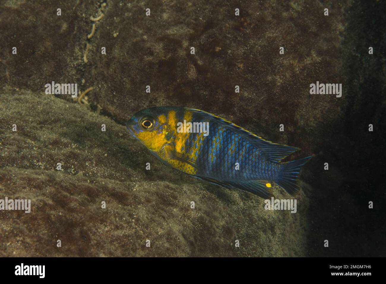 African Cichlid 'Red cheek' (Tropheops sp.) Thumbi West island, Lake ...