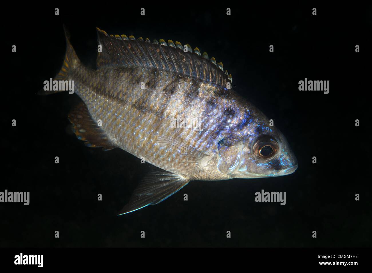 African Cichlid (Protomelas taeniolatus) Thumbi West island, Lake ...