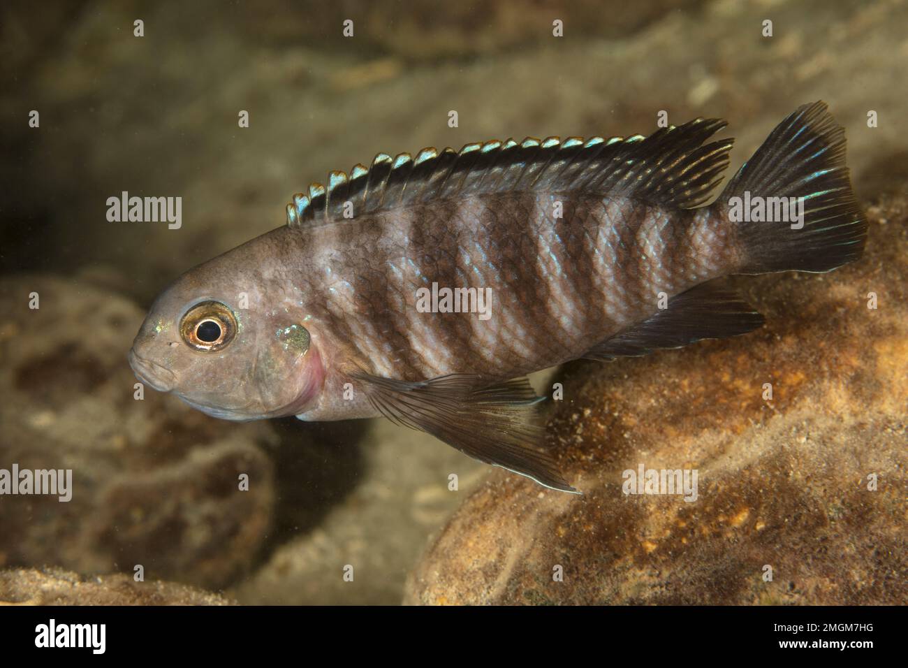 African Cichlid (Tropheops elongate) Thumbi West island, Lake Malawi ...