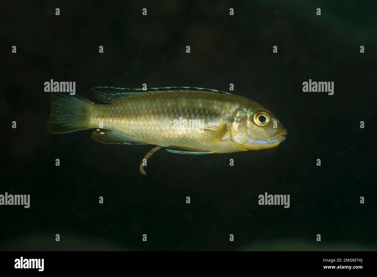 Female Golden Mbuna, Malawi Golden Chiclid (Melanochromis auratus ...