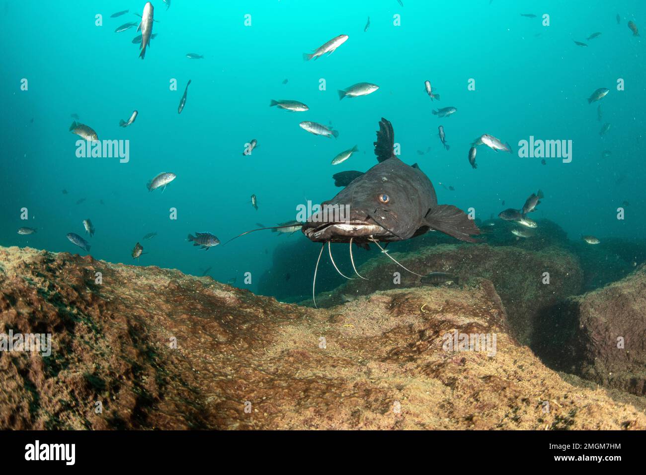 Kampango Catfish (Bagrus meridionalis) Thumbi West island, Lake Malawi ...