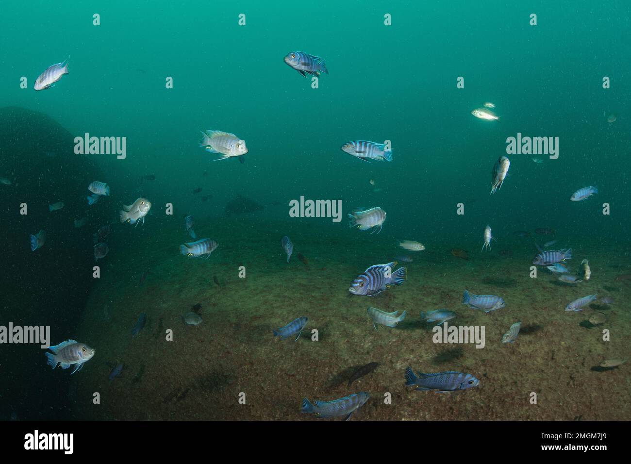Swarm of Cichlids (Metriaclima zebra), male, Thumbi West island, Lake ...