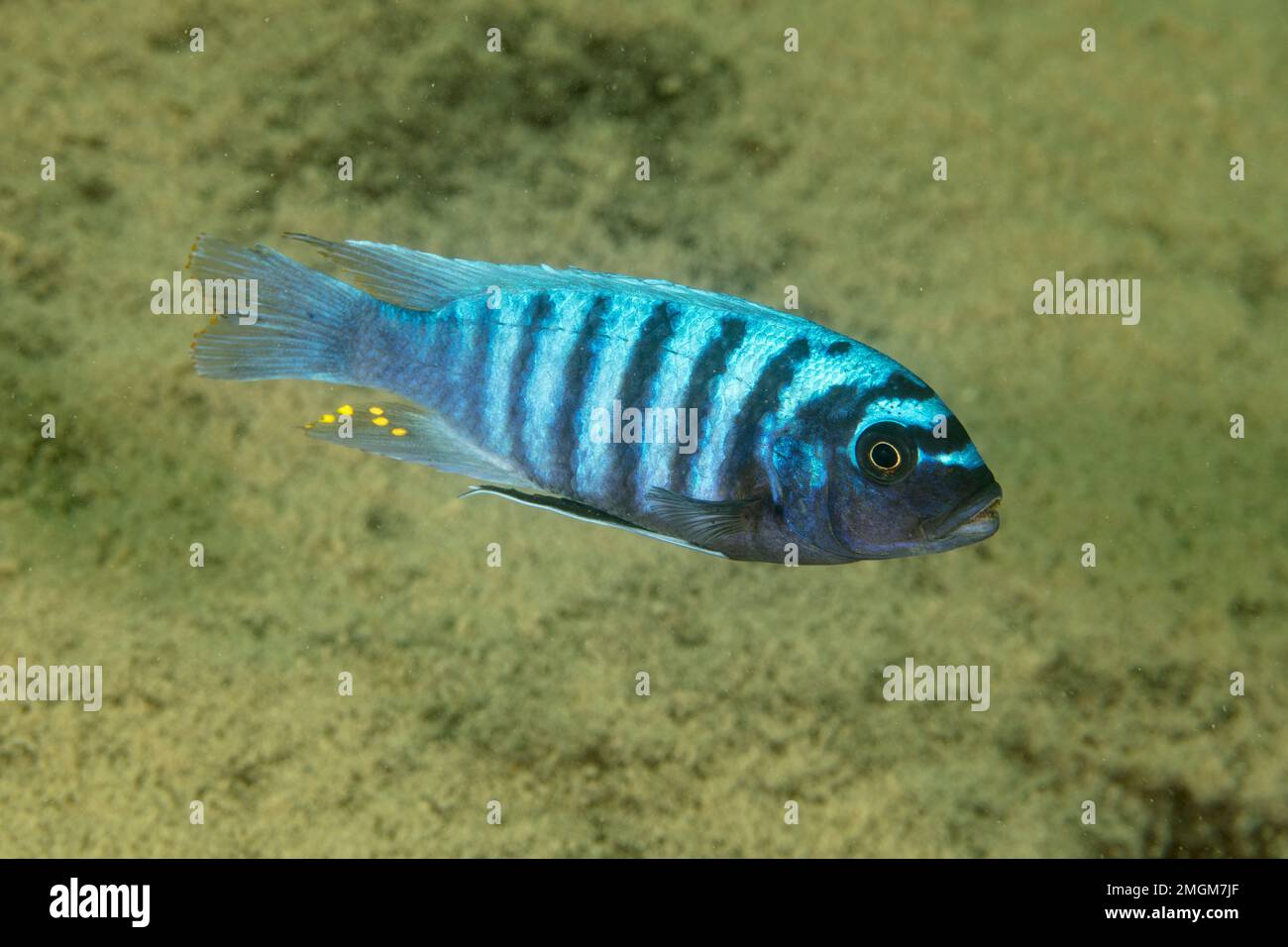 Cichlid (Metriaclima zebra), male, Thumbi West island, Lake Malawi ...
