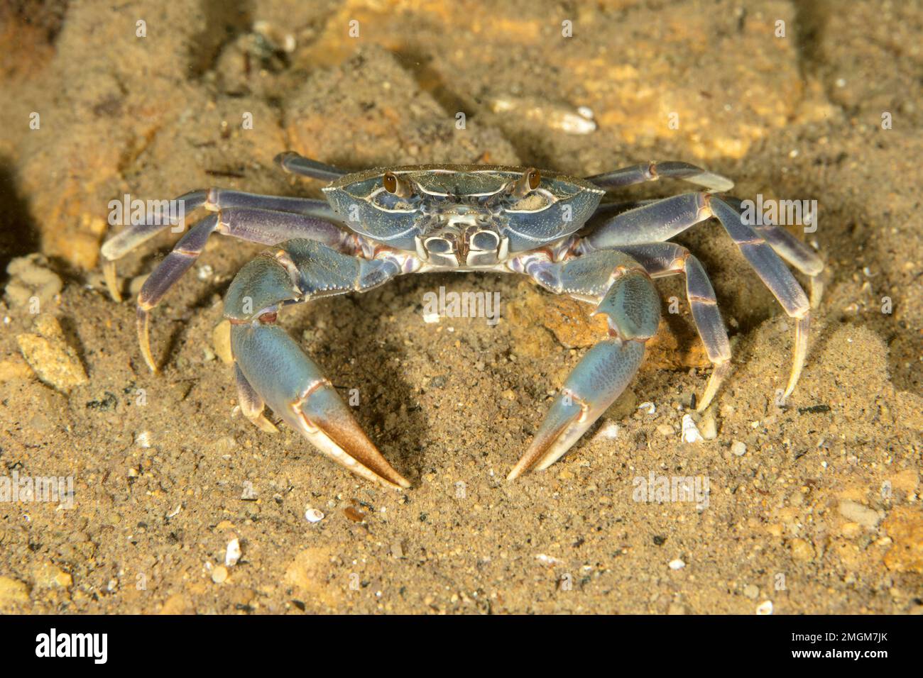 Malawi blue crab (Potamonautes lirrangensis), supports the local ...