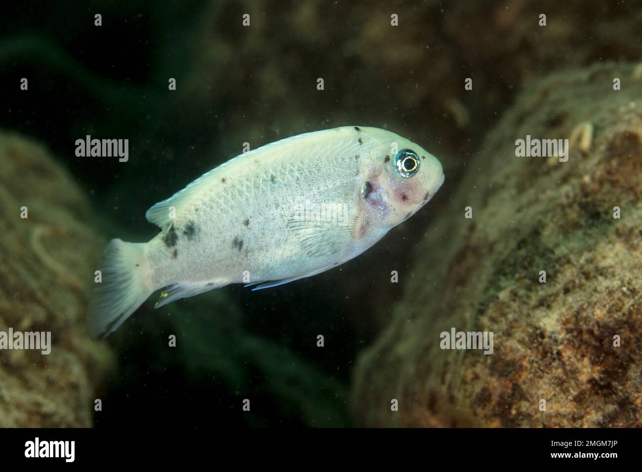 Cichlid (Metriaclima zebra), male with with a color mutation. Thumbi ...