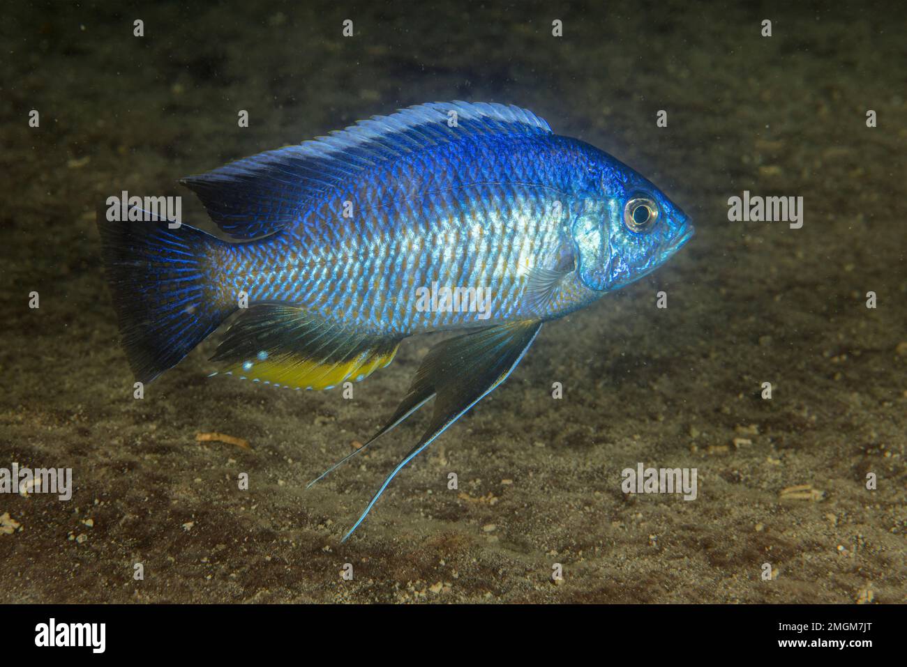 African Cichlid (Nyassachromis leuciscus) Thumbi West island, Lake ...