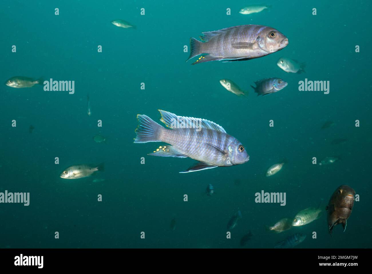 Cichlids (Metriaclima zebra), male, Thumbi West island, Lake Malawi ...