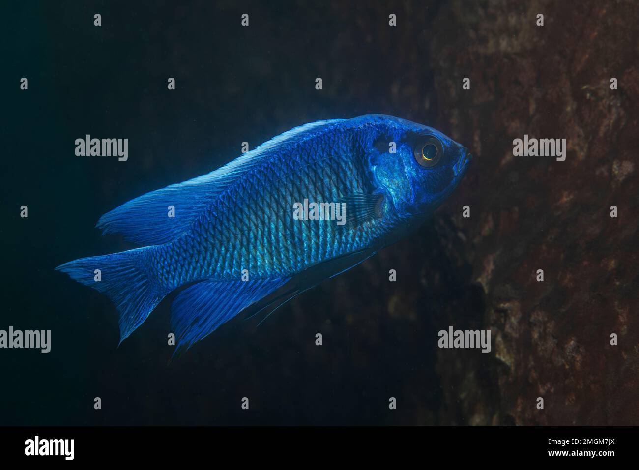 African Cichlid (Tropheops chilumba) Thumbi West island, Lake Malawi ...