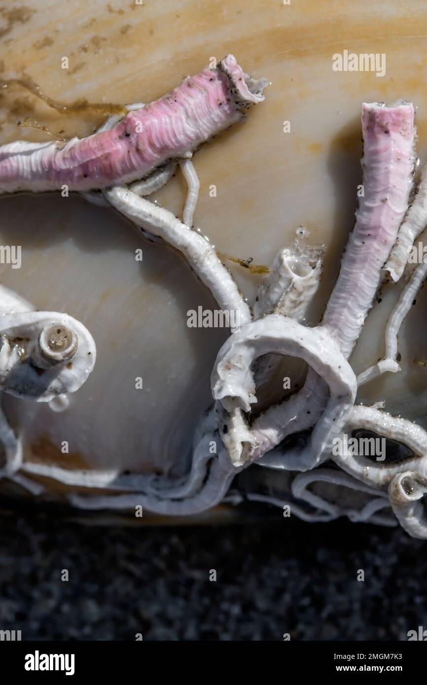 Red tubicolous worm (Serpula vermicularis) on Common otter shell ...