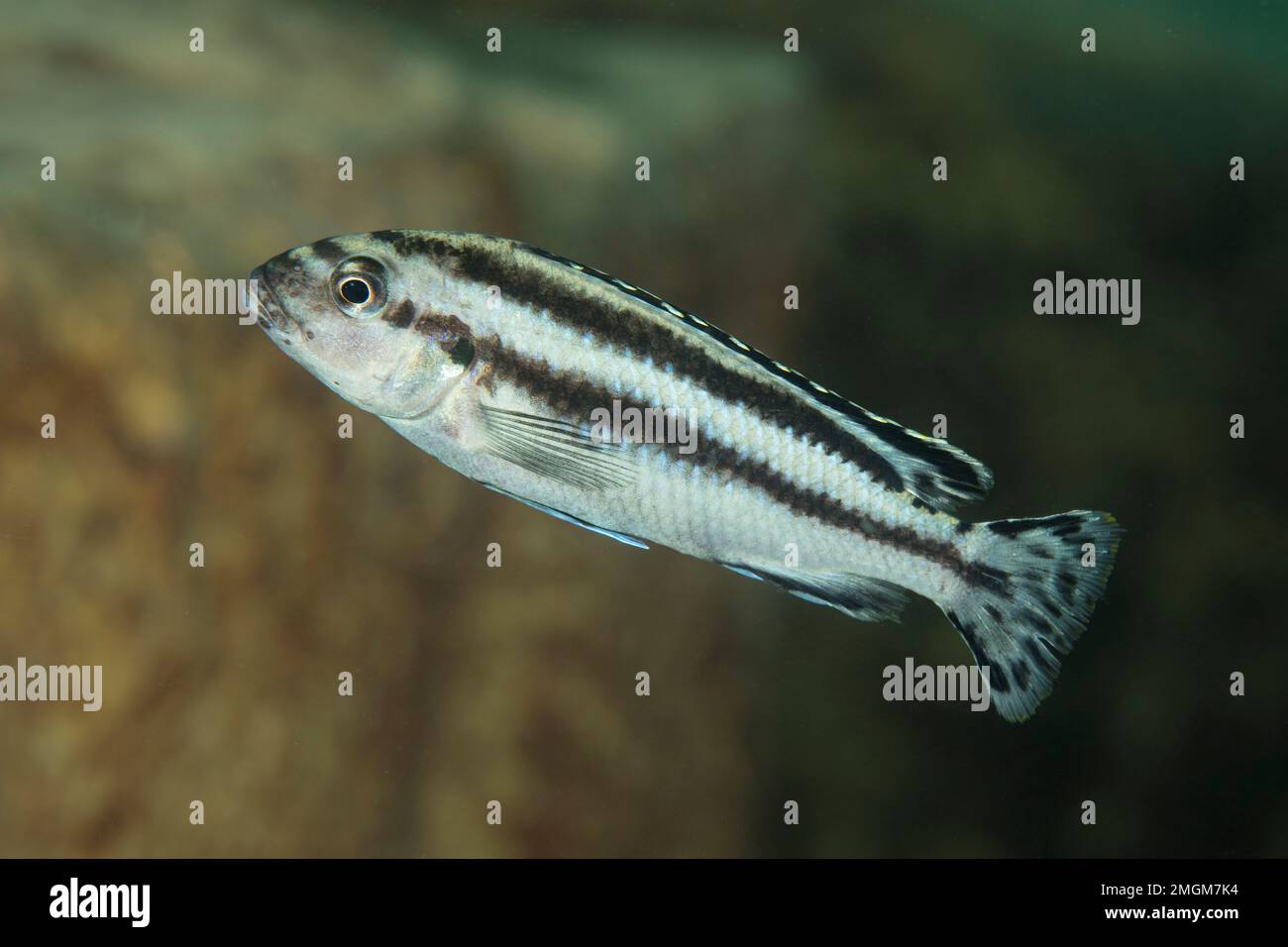 African Cichlid Female (Melanochromis sp.) Thumbi West island, Lake ...