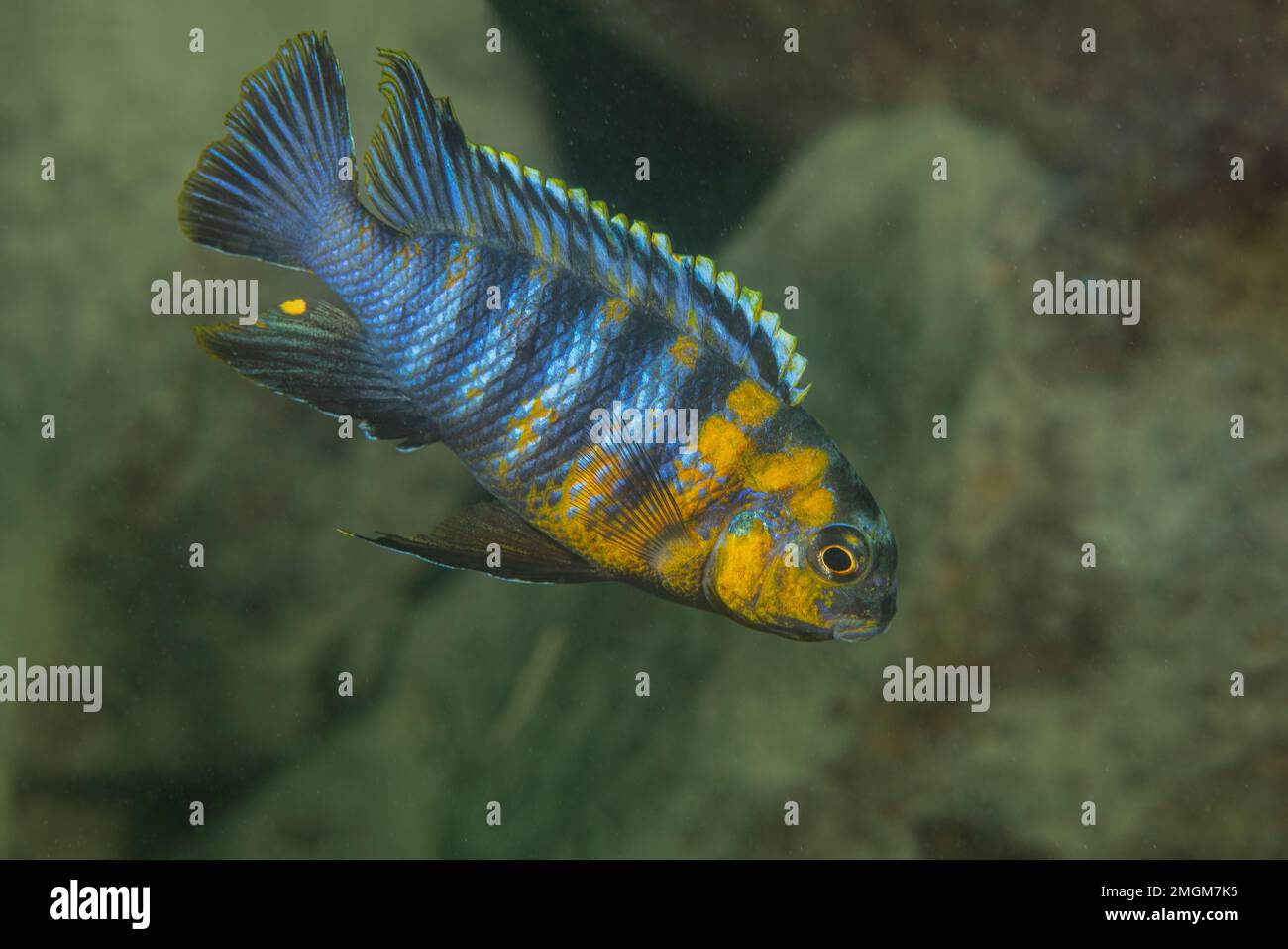 African Cichlid 'Red cheek' (Tropheops sp.) Thumbi West island, Lake ...