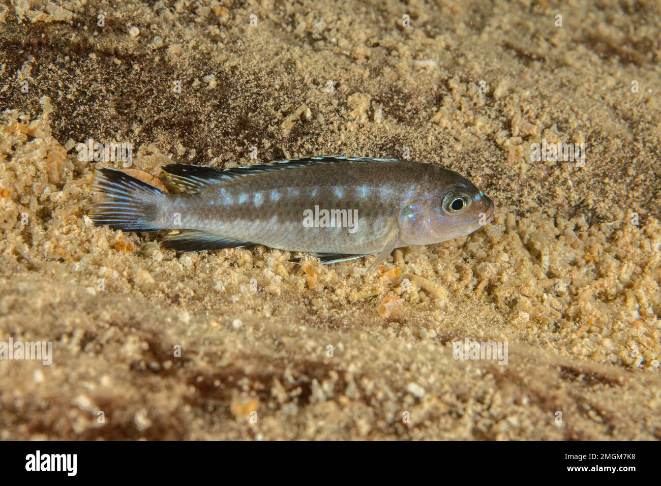 African Cichlid (Tropheops elongate) Thumbi West island, Lake Malawi ...