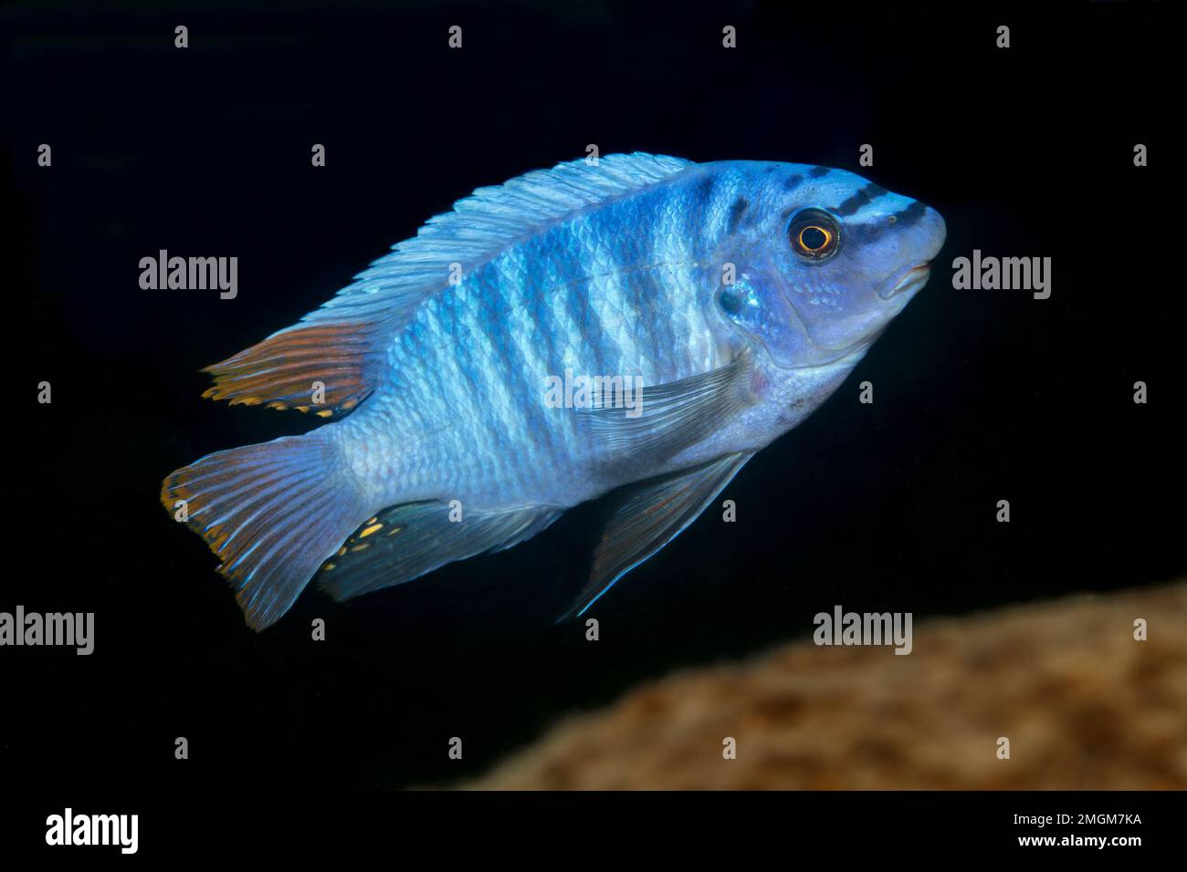 African Cichlid (Labeotropheus trewavasae) Thumbi West island, Lake ...