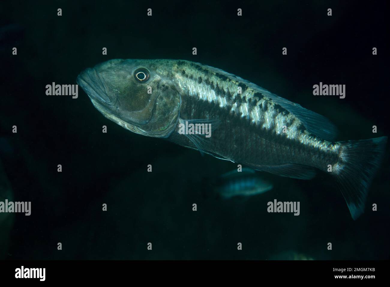 A female mouth brooding cichlid (Tyrannochromis nigriventer) with her ...