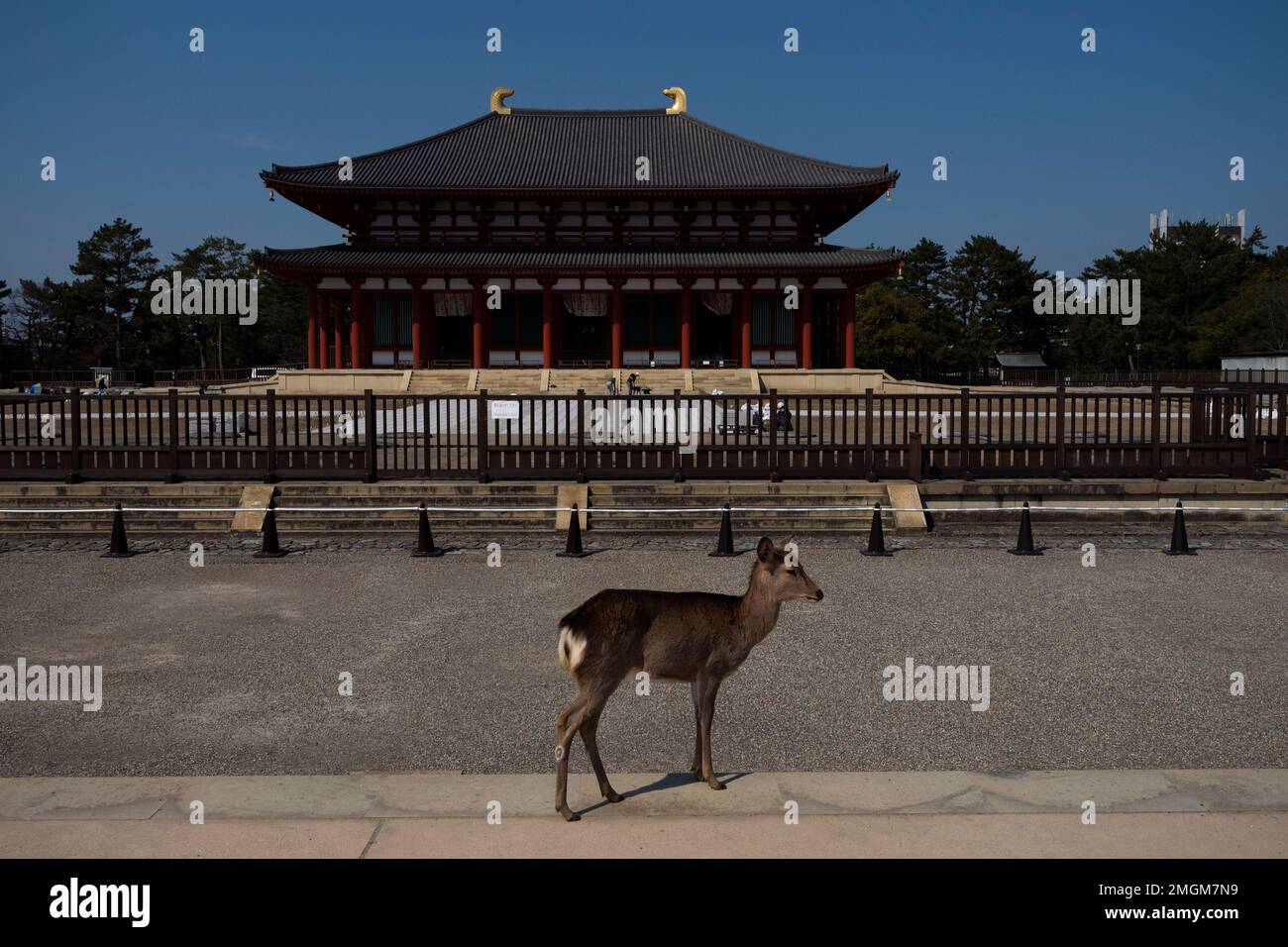 A deer roams around Kofukuji temple in Nara, Japan, Tuesday, March 17 ...