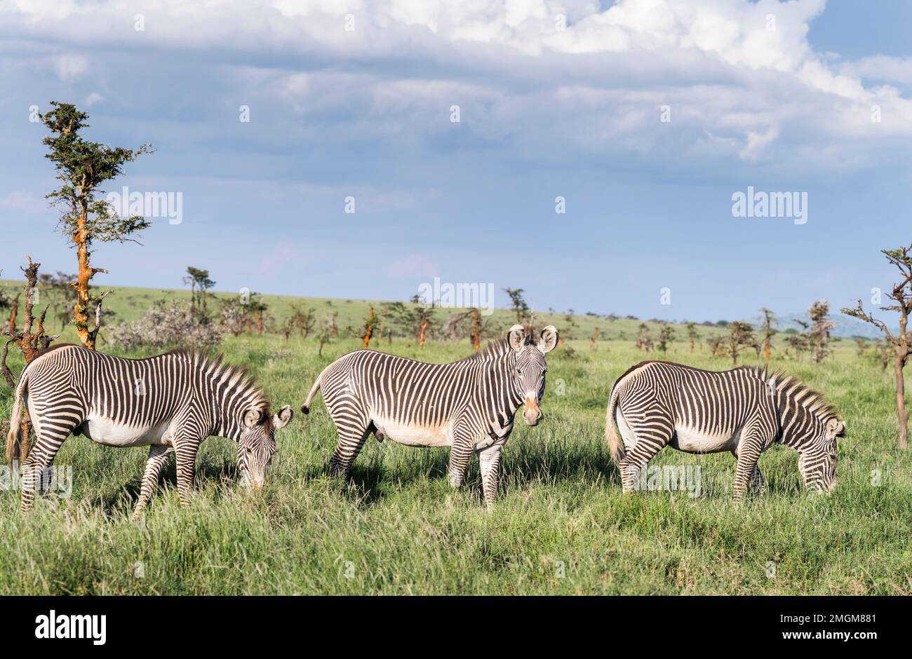 Grevy's Zebra (Equus grevyi), Kenya. The Grevy's Zebra is the largest ...