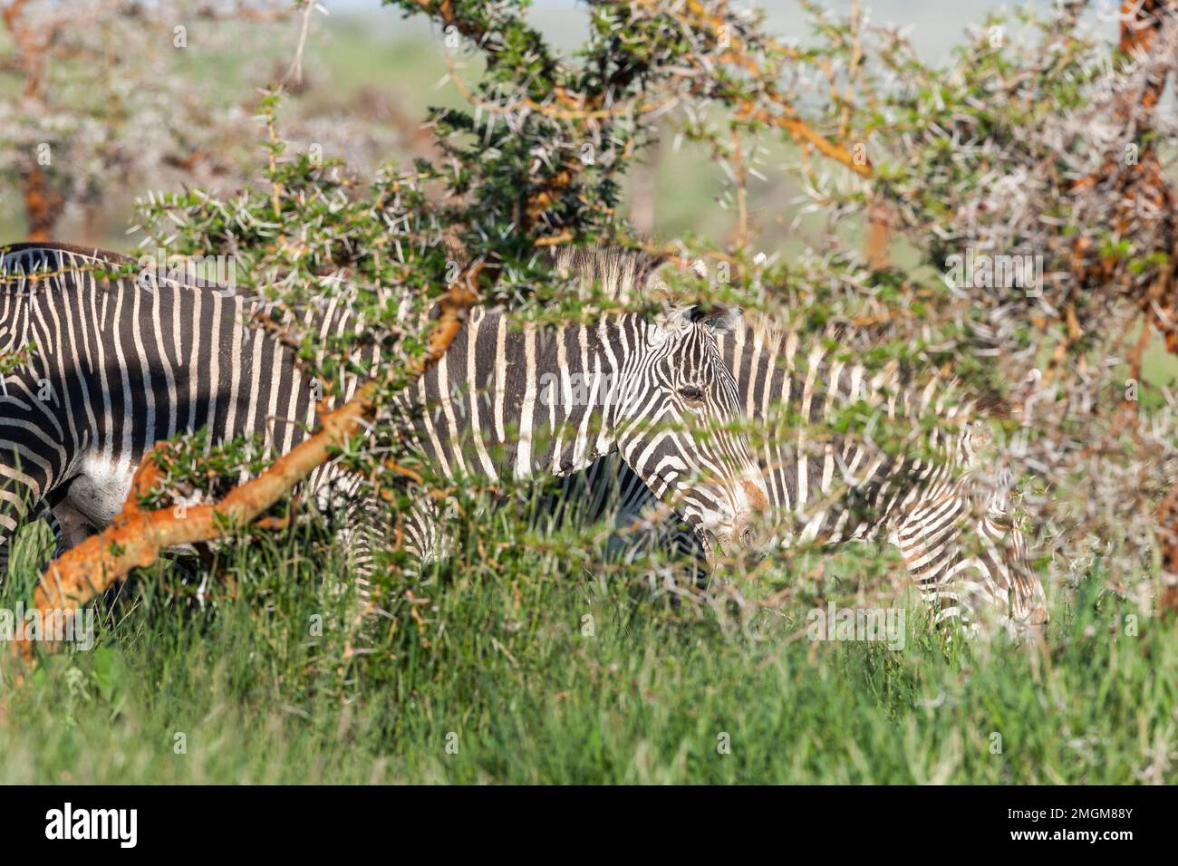 Grevy's Zebra (Equus grevyi), Kenya. The Grevy's Zebra is the largest ...