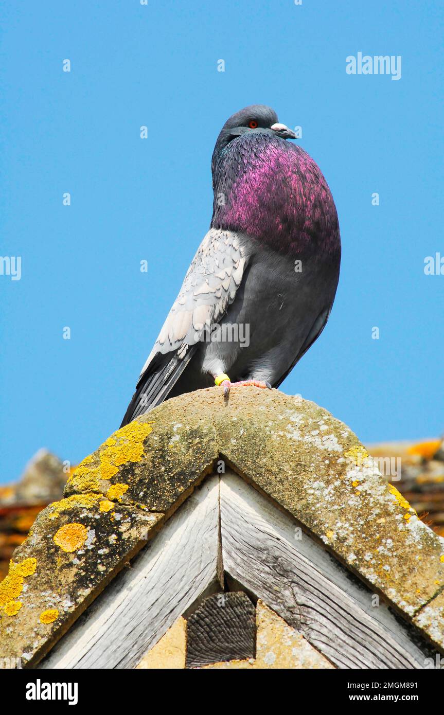 Domestic pigeon with its colorfull feathers doing its mating display ...