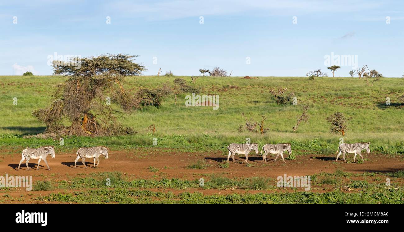 Grevy's Zebra (Equus grevyi), Kenya. The Grevy's Zebra is the largest ...