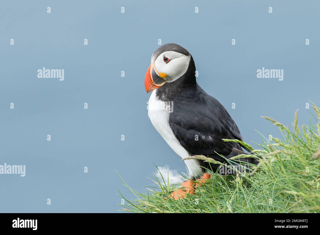 Atlantic Puffin (Fratercula arctica) in a puffinry on Mykines, part of ...