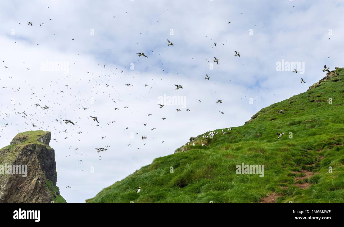 Atlantic Puffin (Fratercula arctica) in a puffinry on Mykines, part of ...