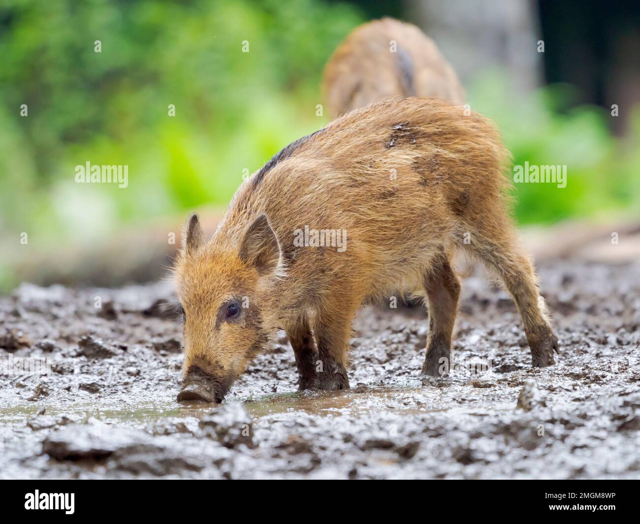 Young boar, piglet. Wild Boar (Sus scrofa) in Forest. National Park ...
