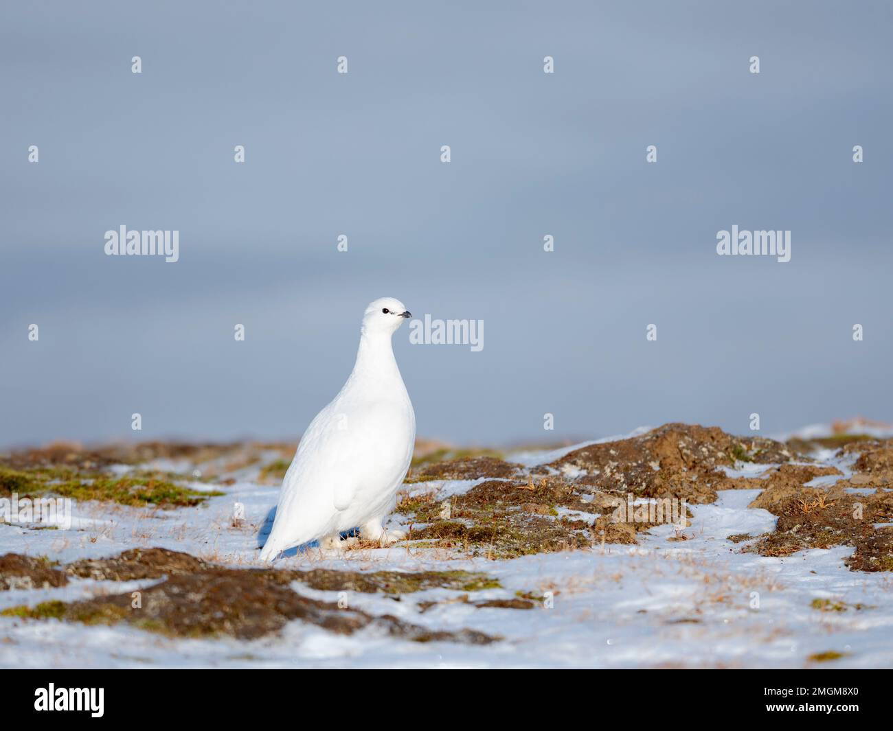 Rock Ptarmigan, endemic subspecies Svalbard Rock Ptarmigan (Lagopus ...