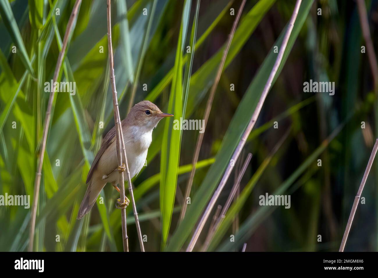 Eurasian Reed Warbler (Acrocephalus scirpaceus) in a reedbed, Camargue ...