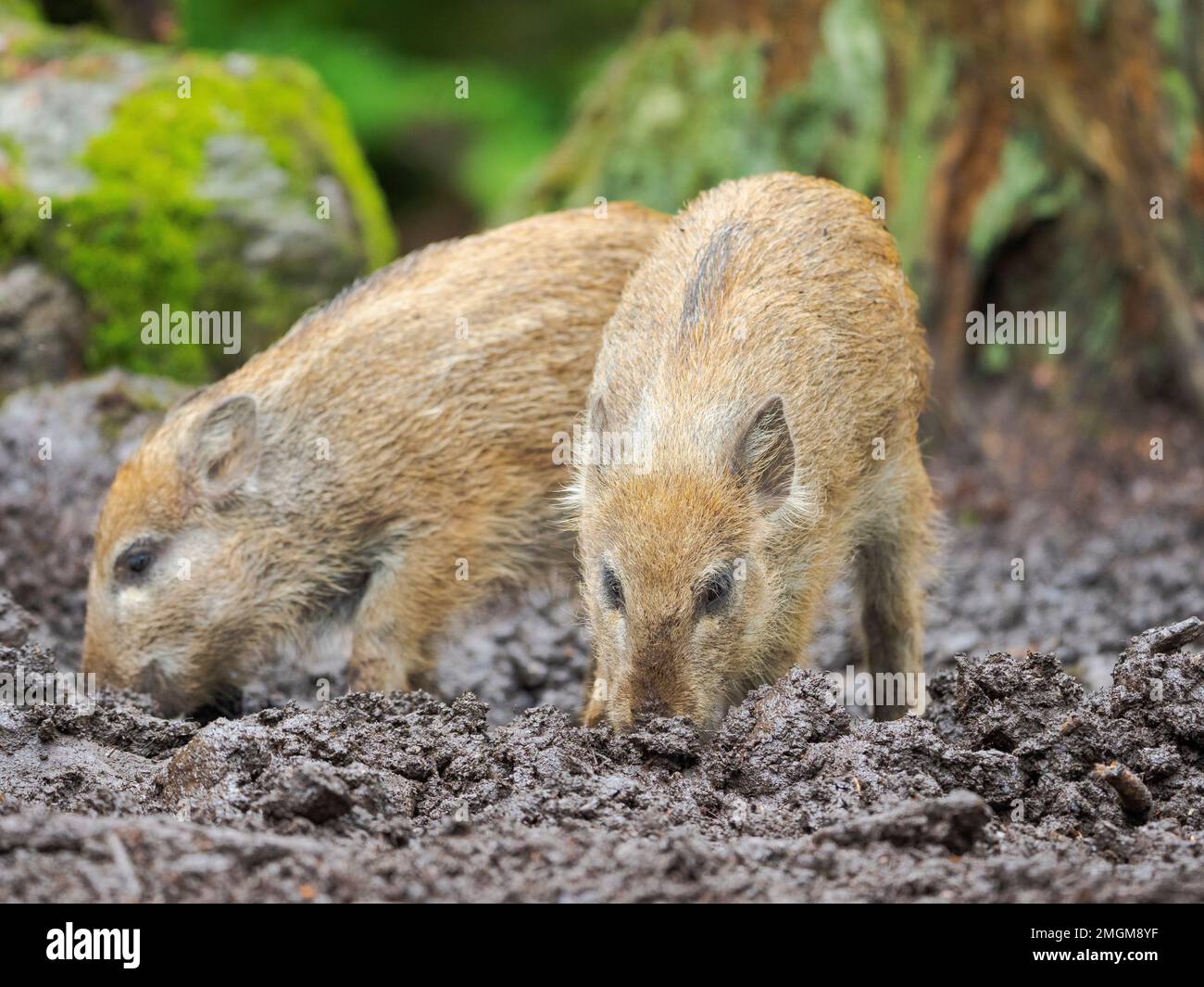 Young boar, piglet. Wild Boar (Sus scrofa) in Forest. National Park ...