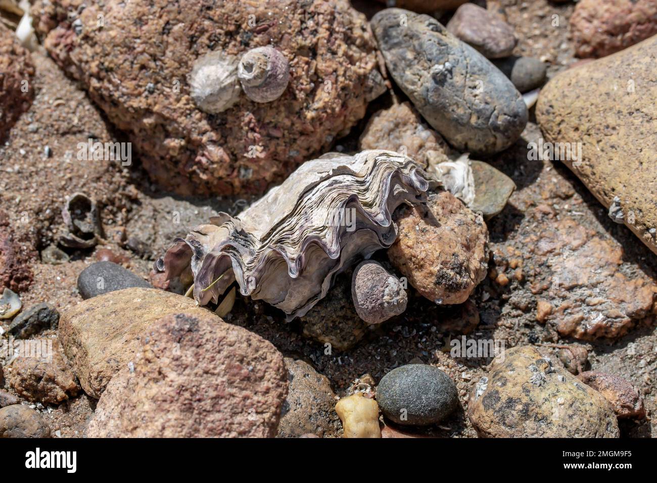 Oyster (Magallana gigas) on a pebble beach at low tide, Brehat, Cotes-d ...